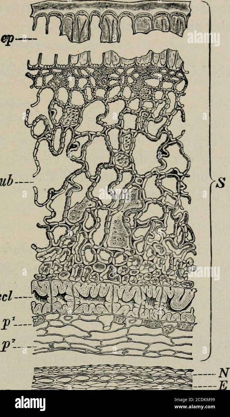 . The microscopy of vegetable foods, with special reference to the ...
