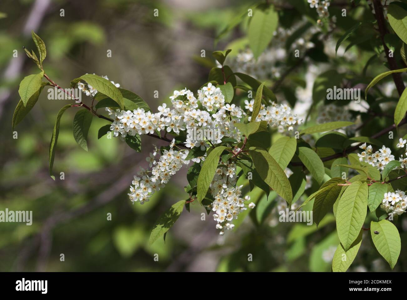 Bird cherry tree Stock Photo - Alamy