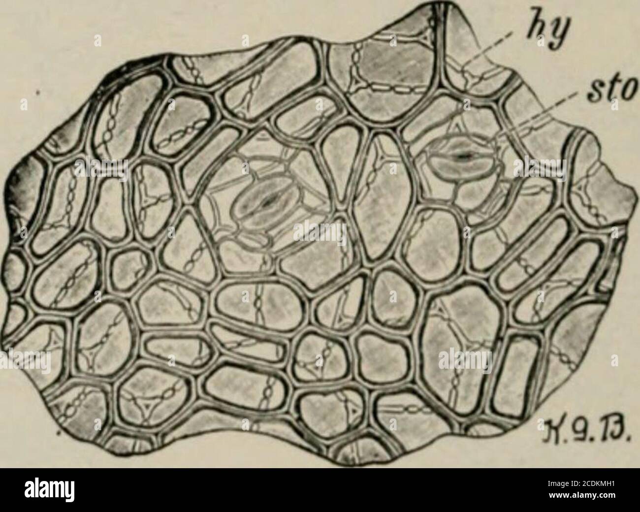 Watermelon citrullus vulgaris hi-res stock photography and images - Alamy