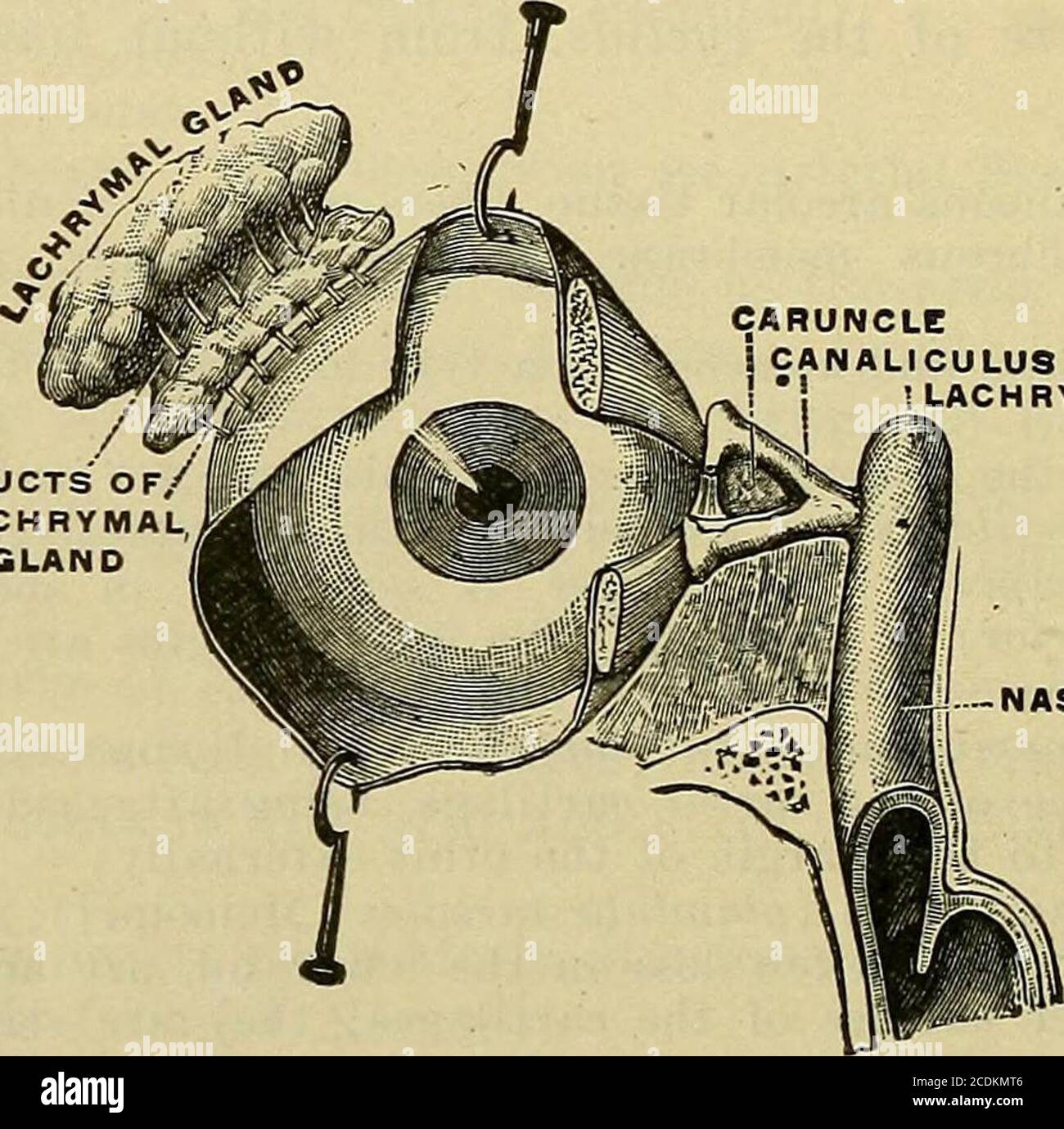 Palpebral conjunctiva hi-res stock photography and images - Alamy