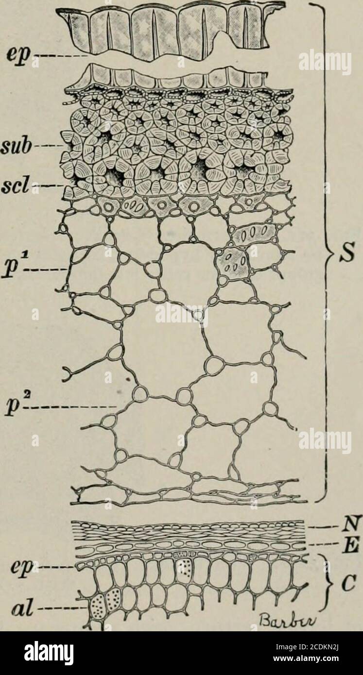 Scler hi-res stock photography and images - Alamy