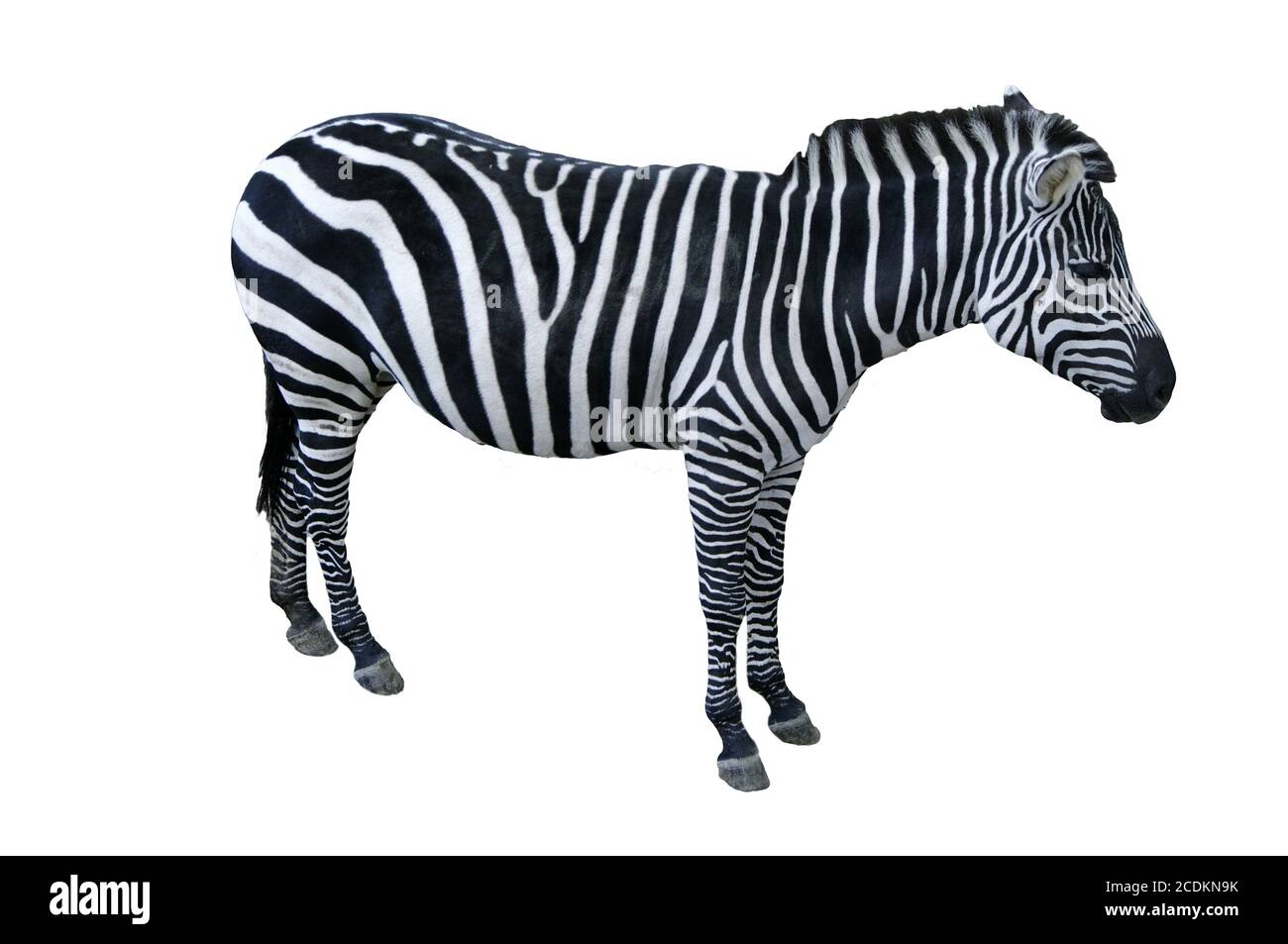 Zebra isolated on white background Stock Photo - Alamy