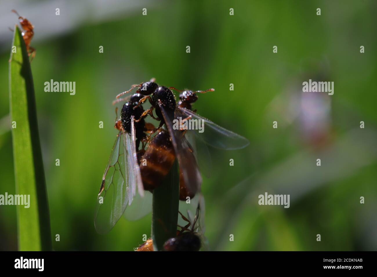 Flying ants on a blade of grass Stock Photo - Alamy