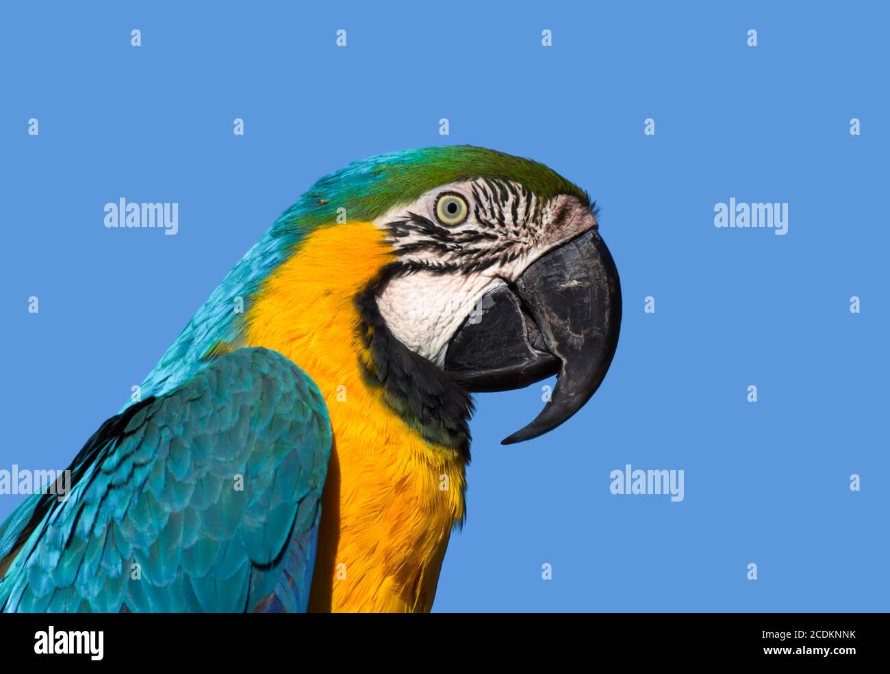 Pofile hi-res stock photography and images - Alamy