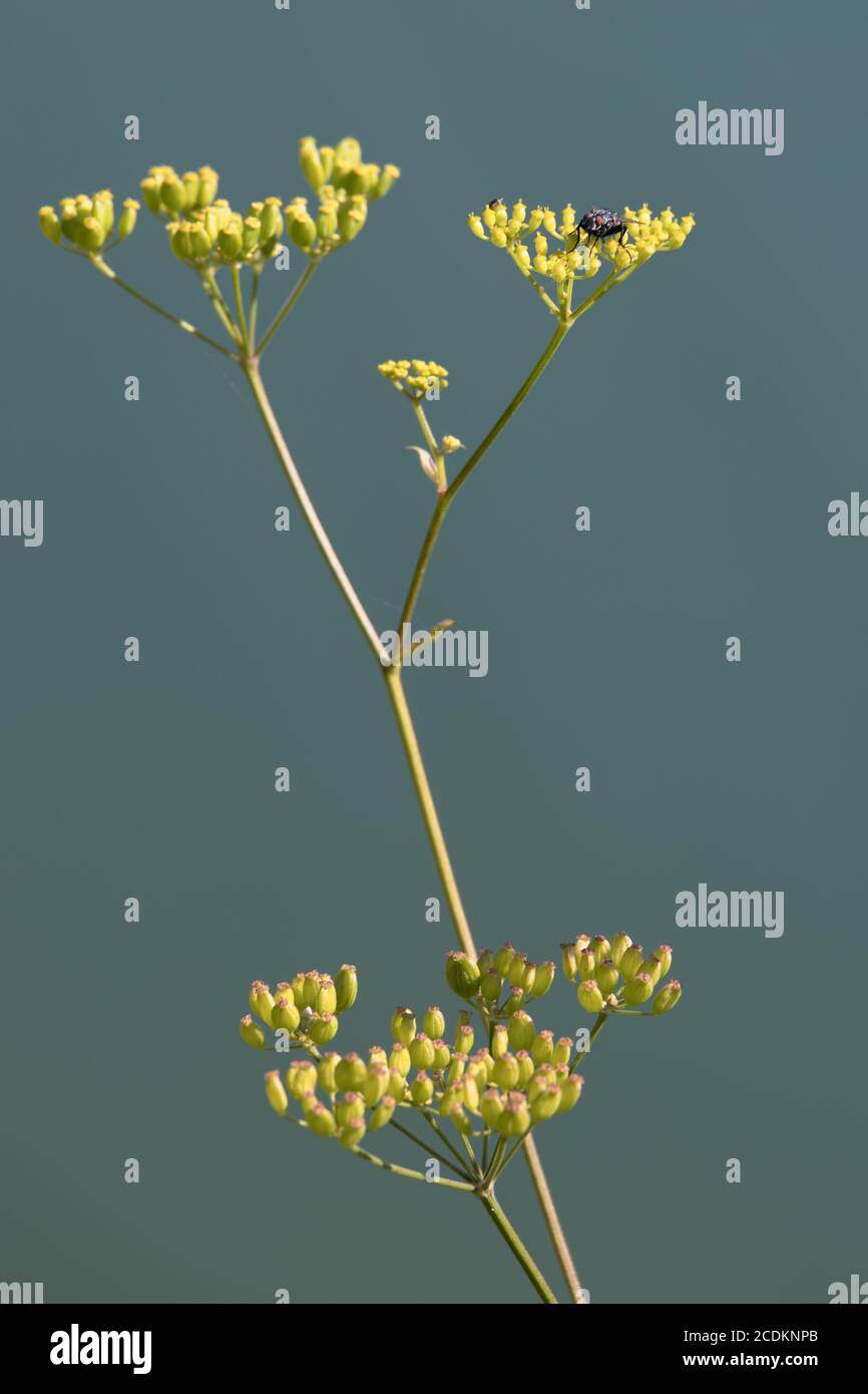 Bupleurum falcatum growing wild in the Dolomites Stock Photo - Alamy