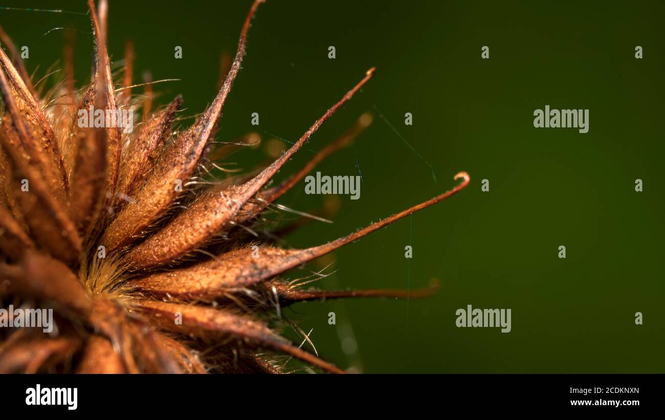 Withered wildflower hi-res stock photography and images - Alamy