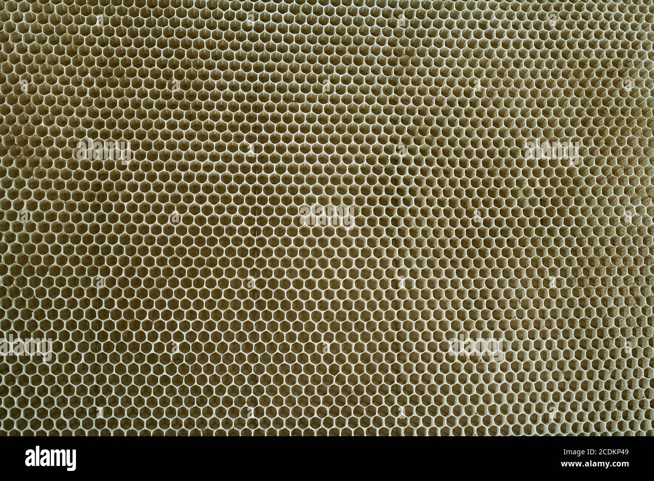 Worker cells hi-res stock photography and images - Alamy