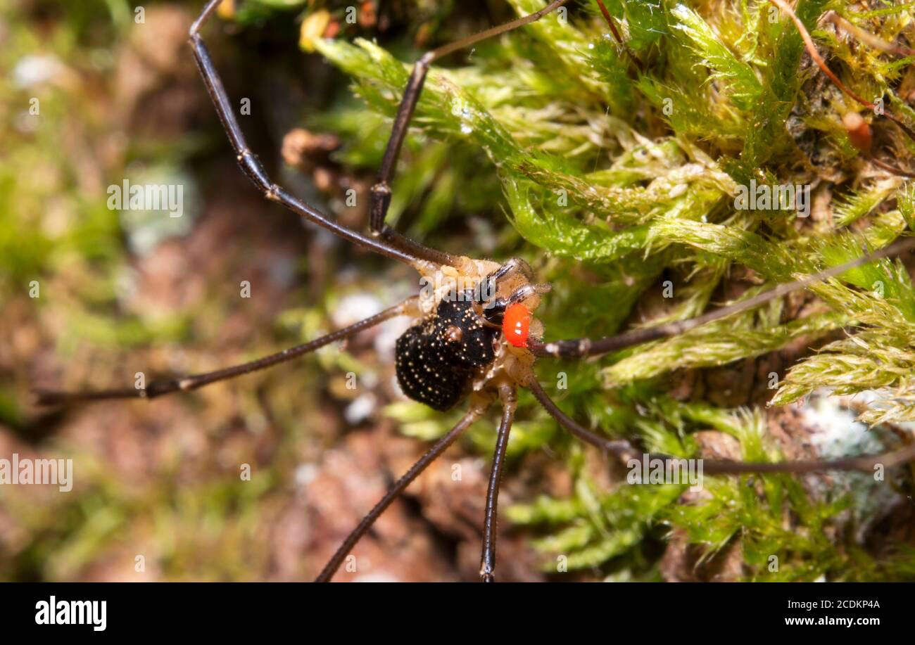 Macro shot of forest spider with parasitic mite on his body Stock Photo ...