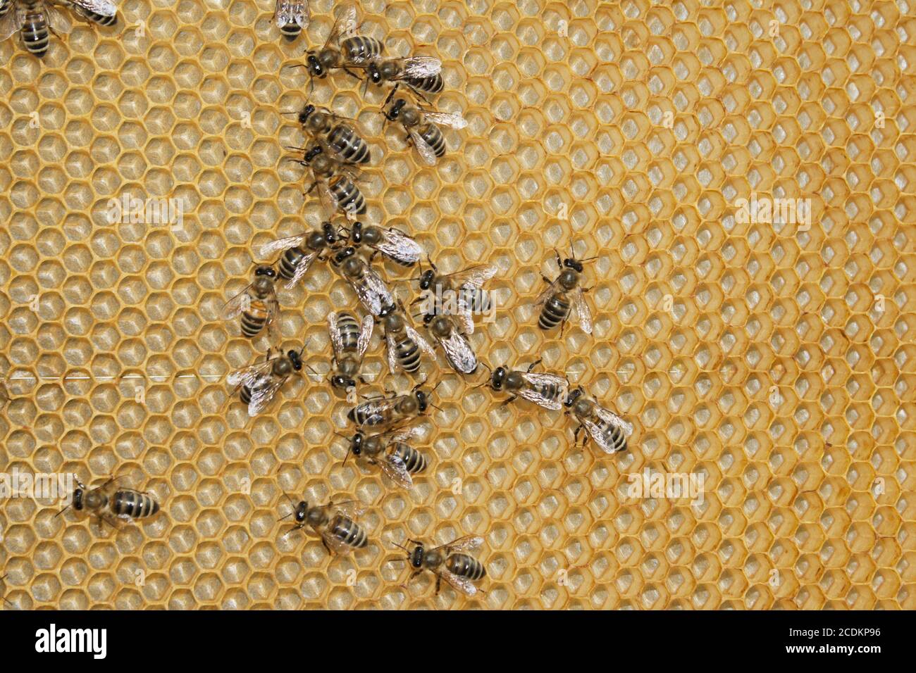 Working bees hi-res stock photography and images - Alamy