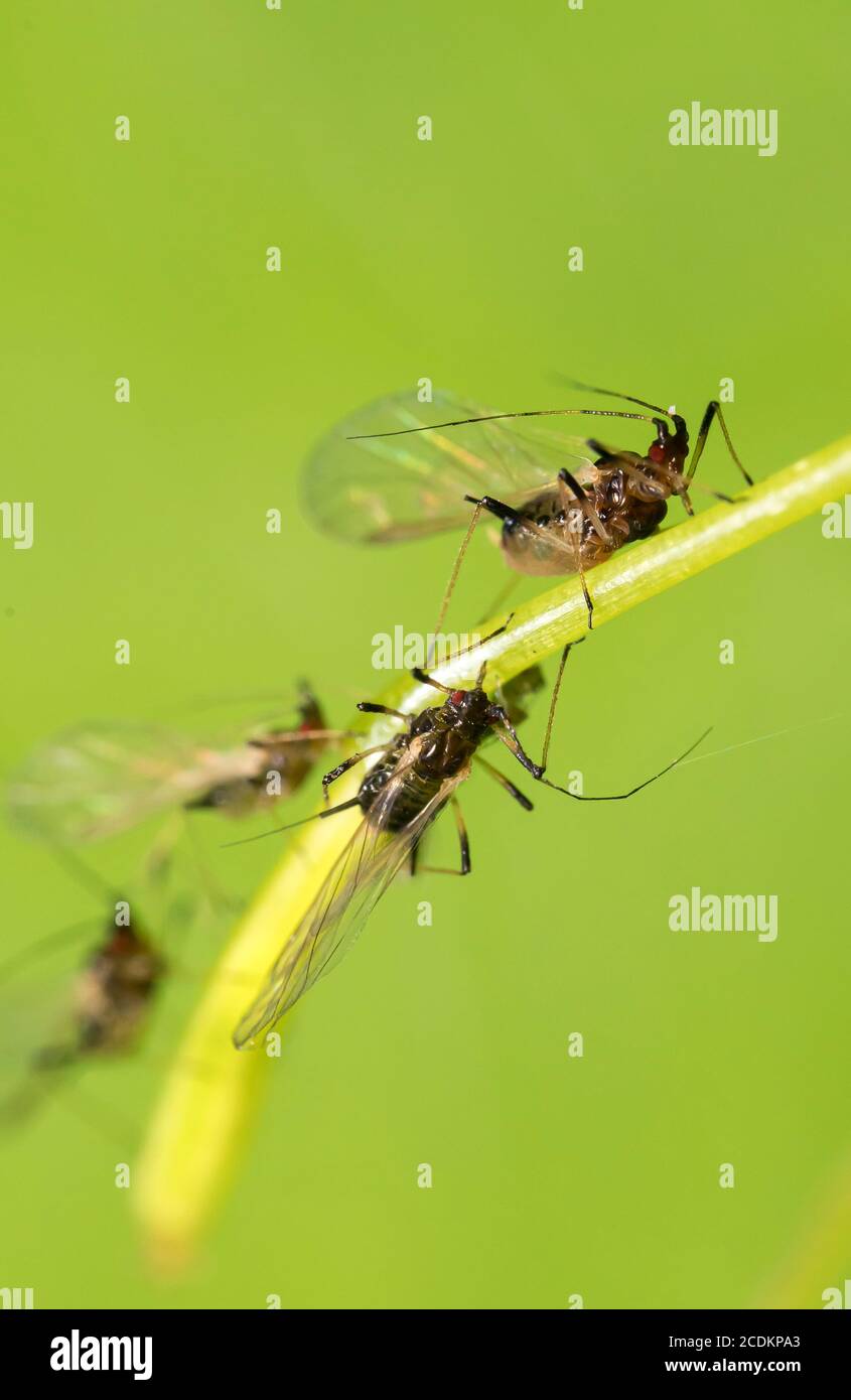 Macro shot of green Aphids on the stem. Aphidoidea Stock Photo - Alamy