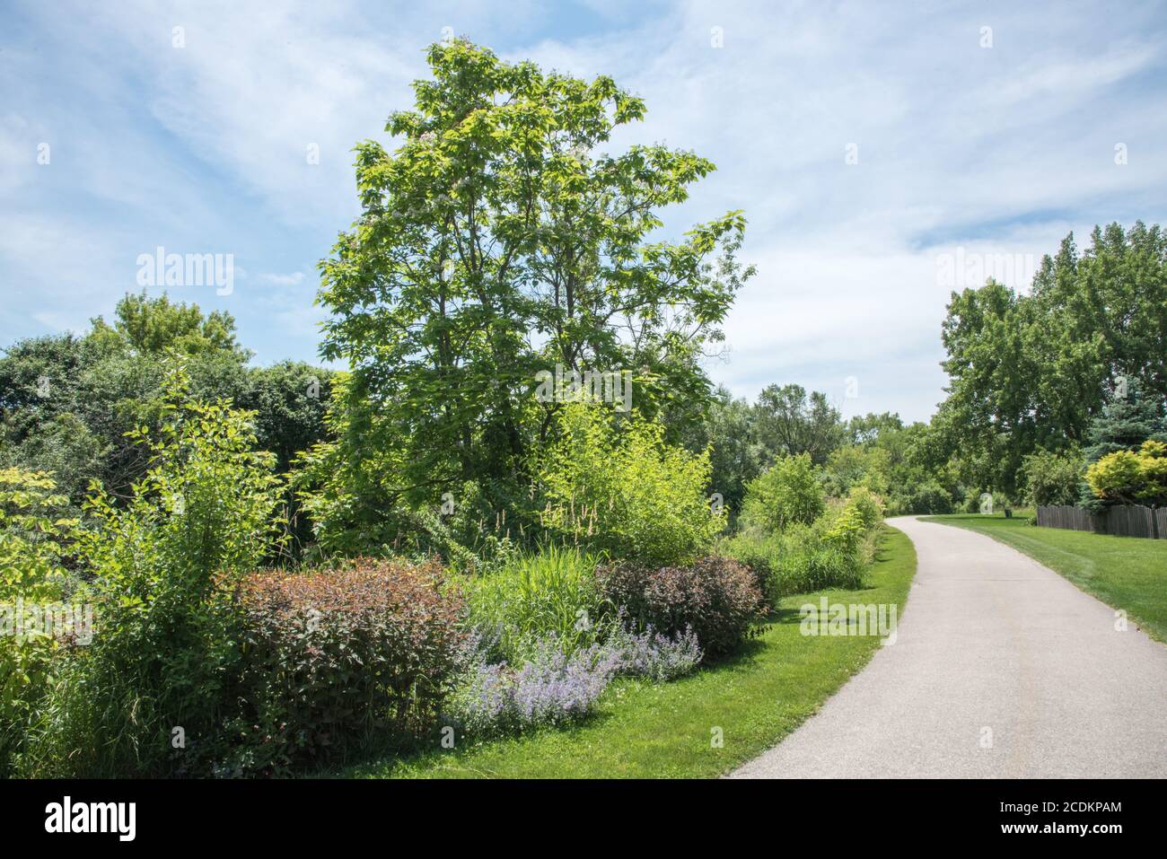 Bike and pedestrian path through lush, springtime flora with flowering ...