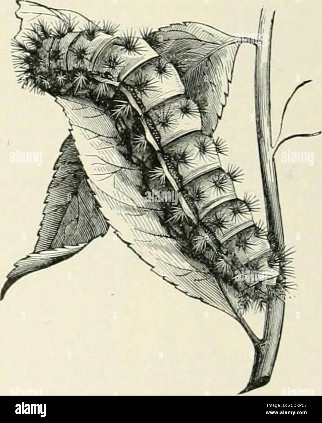 Io moth automeris io hi-res stock photography and images - Alamy