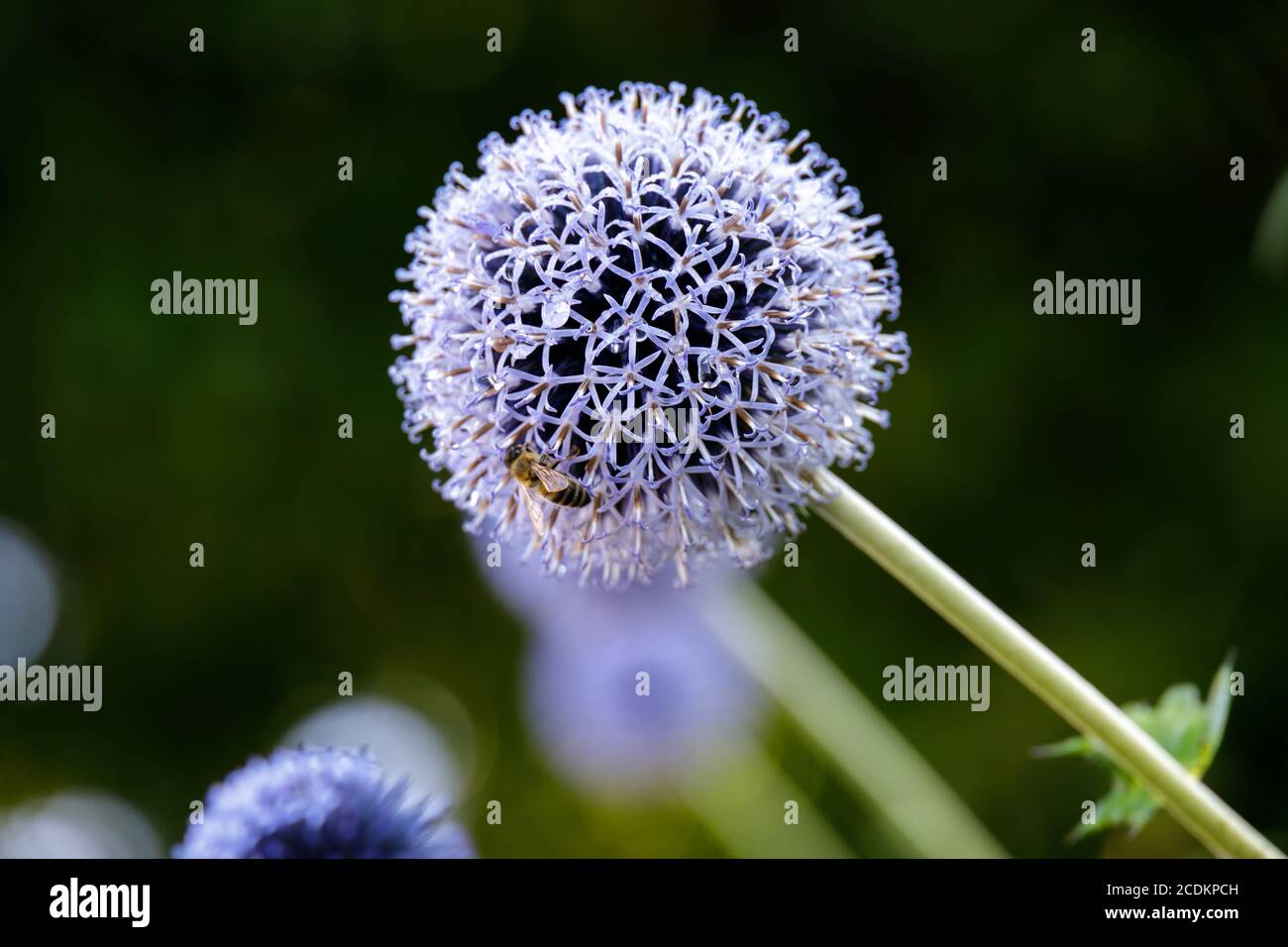 Echinpos exaltus Schrad. growing in a garden in Candide Italy Stock ...