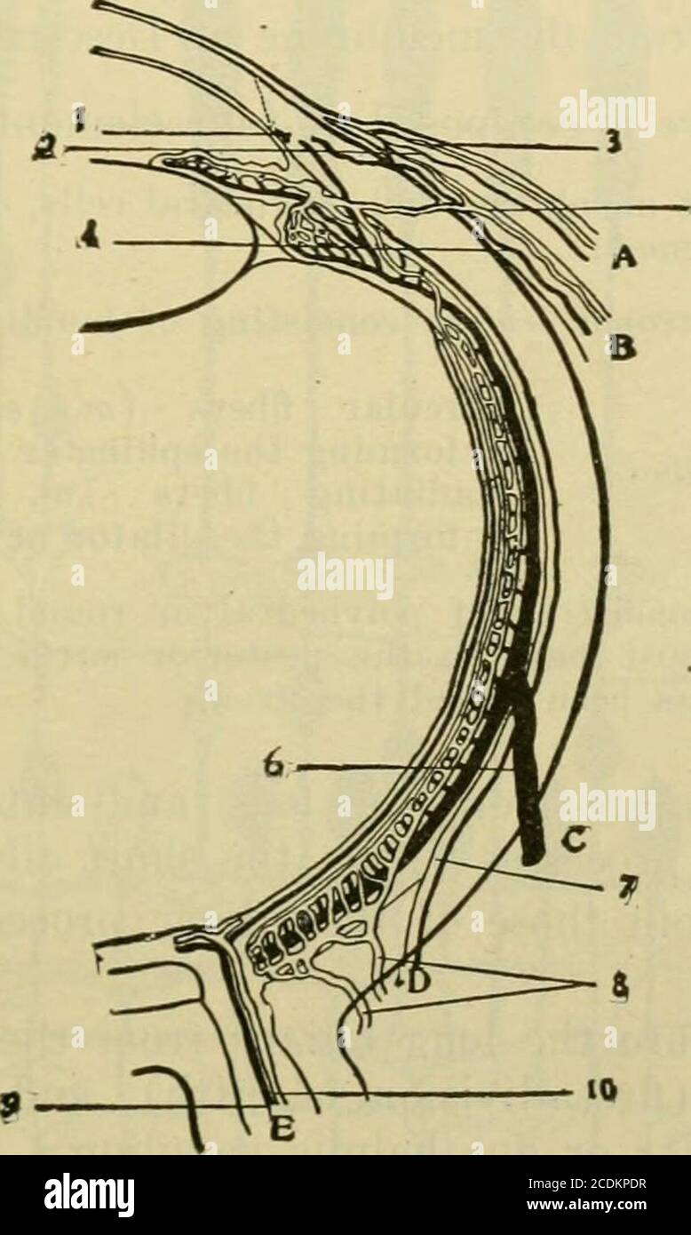 Short ciliary arteries hi-res stock photography and images - Alamy