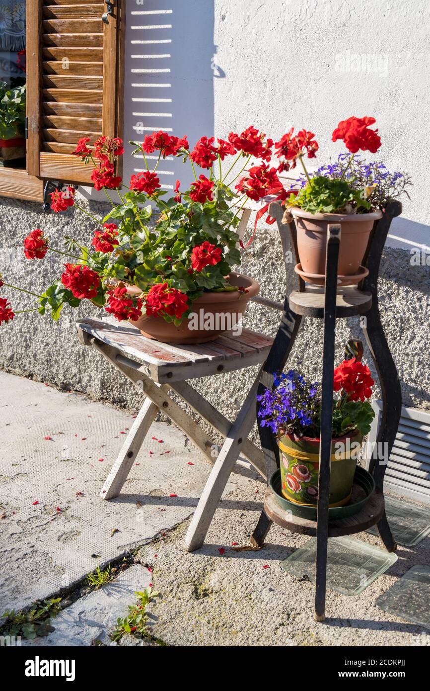 Geraniums in italy hi-res stock photography and images - Alamy