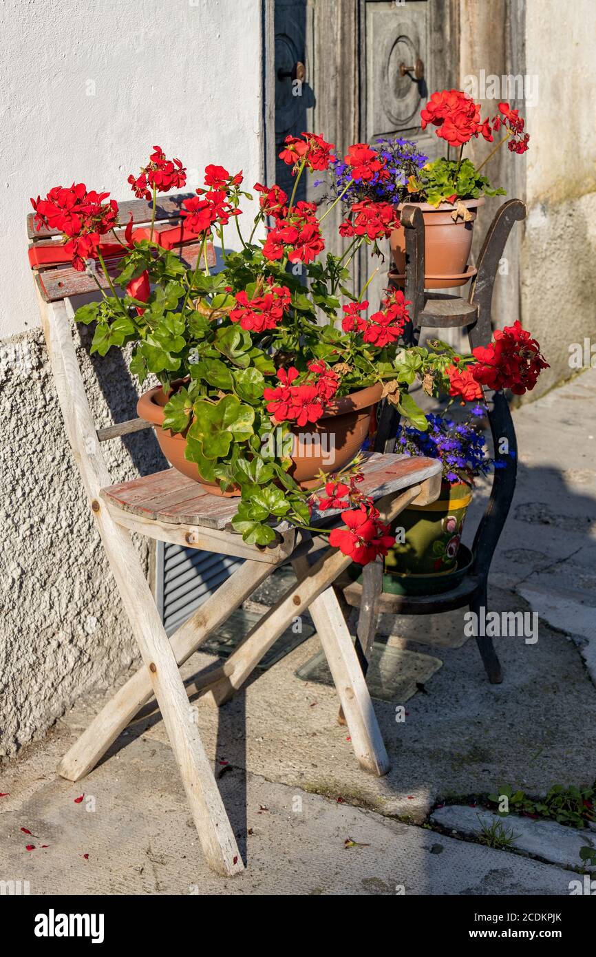 CANDIDE, VENETO/ITALY - AUGUST 10 : Geraniums flowering outside a house ...
