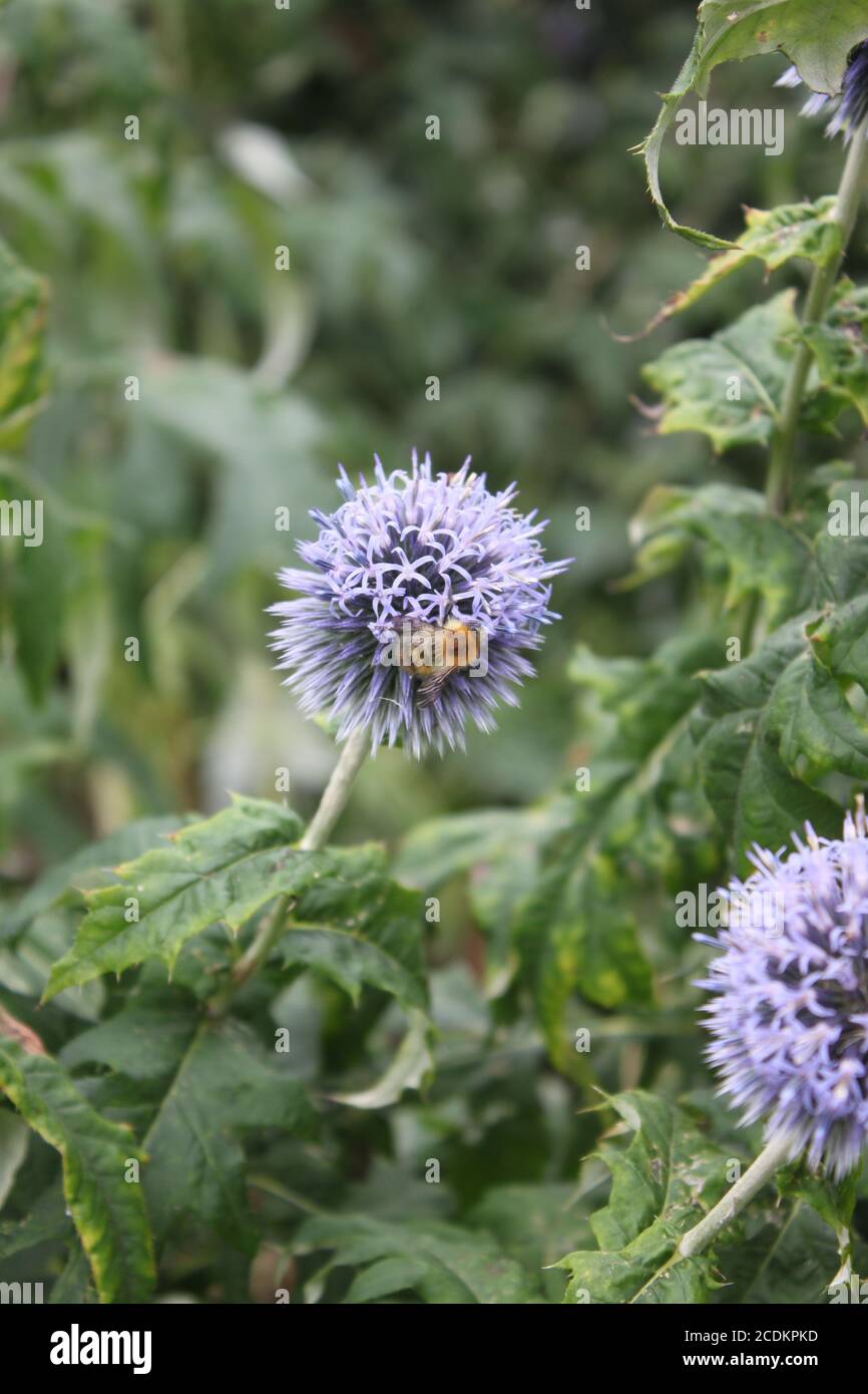 Scottish Insects High Resolution Stock Photography and Images - Alamy