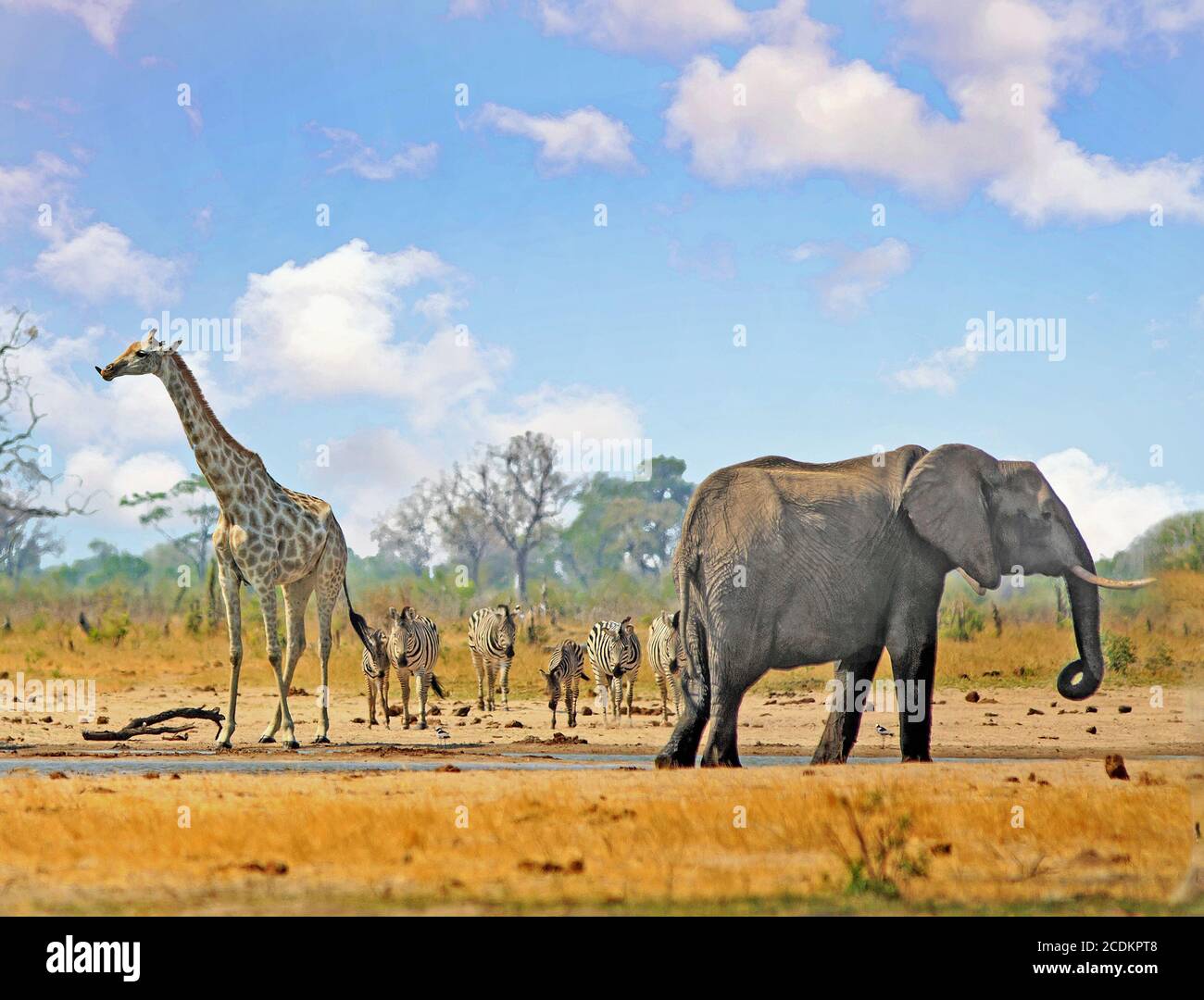 Beautiful African scene with Giraffes, Zebra and Elephant drinking from ...