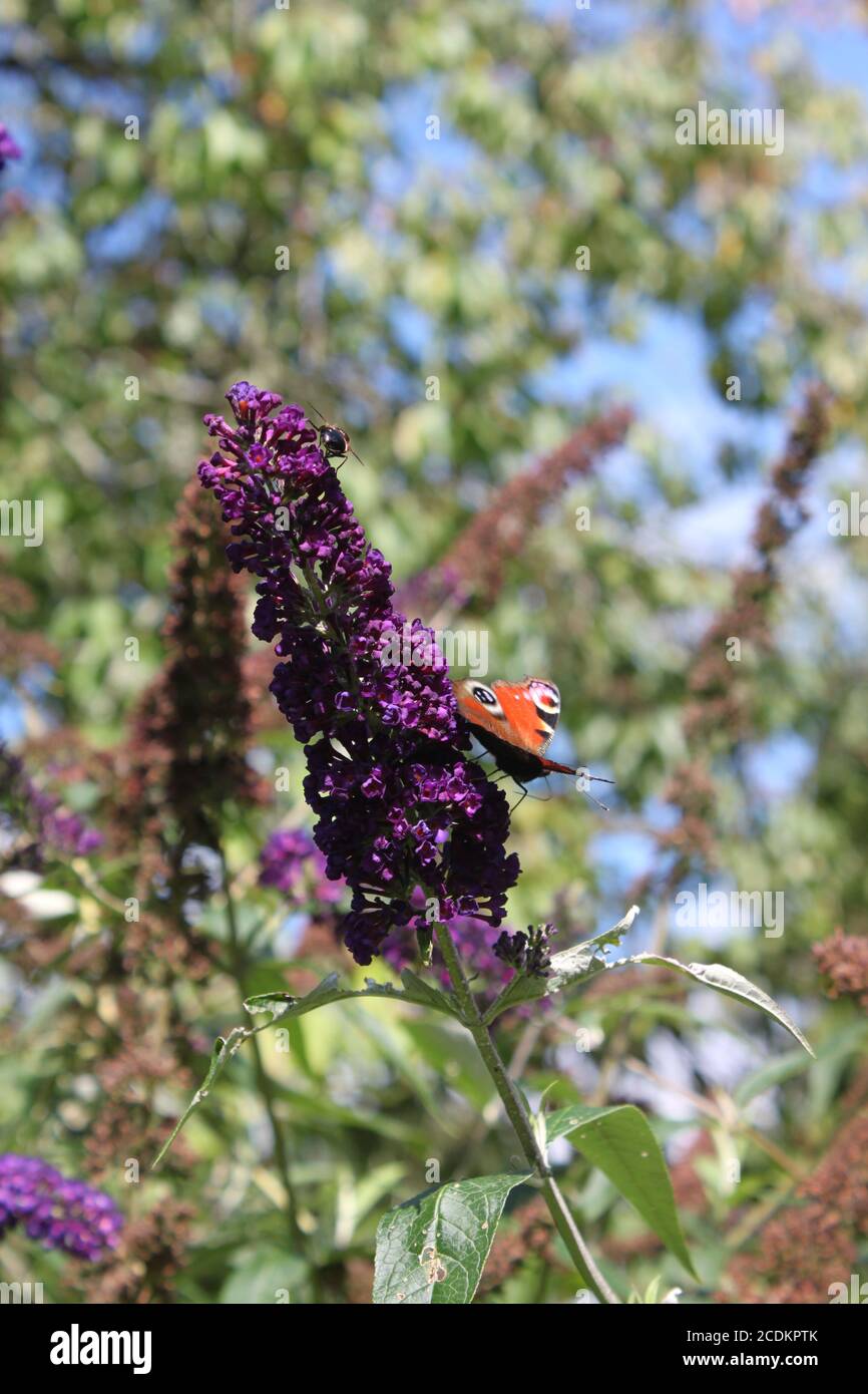 Buddleias and great british gardens hi-res stock photography and images ...