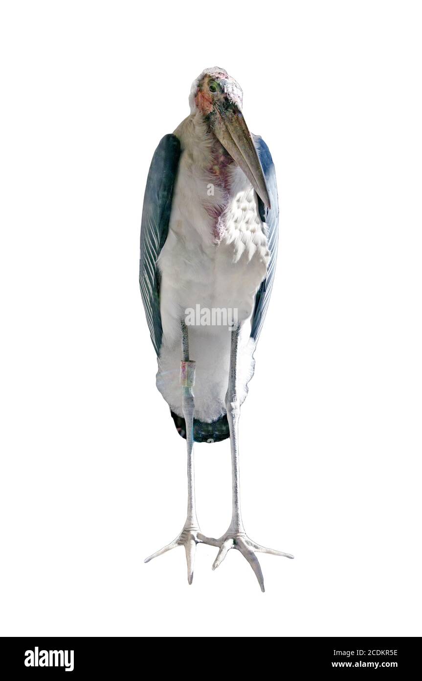 Stork foot hi-res stock photography and images - Alamy