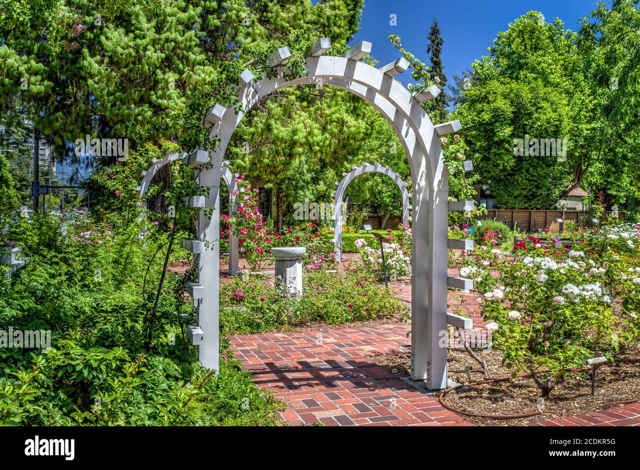English Rose Garden Stock Photo - Alamy