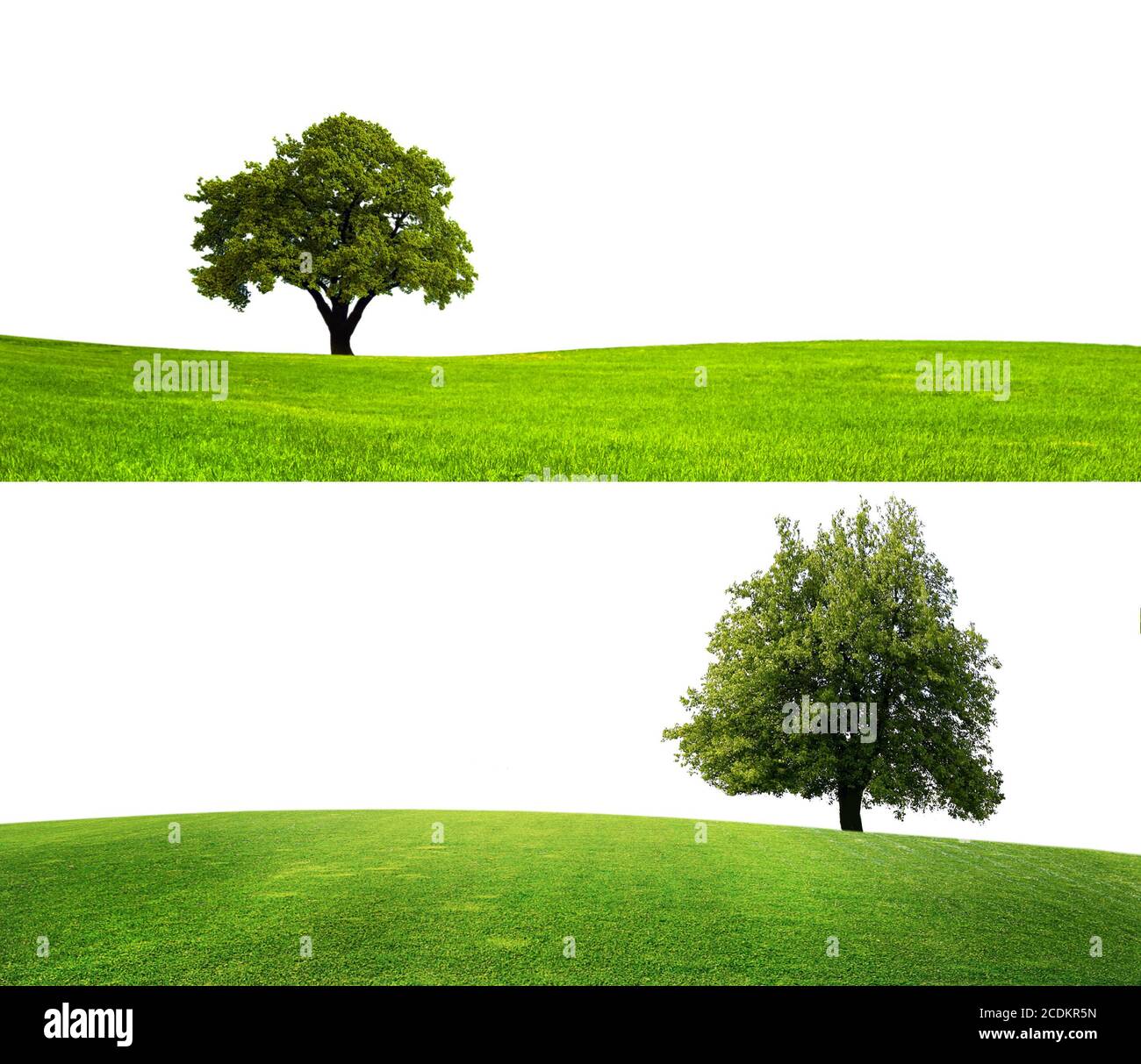 Banner background green leafy hi-res stock photography and images - Alamy