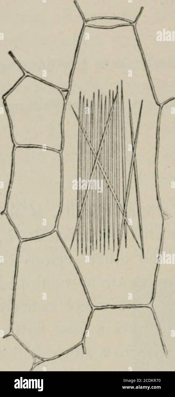 Raphides hi-res stock photography and images - Alamy