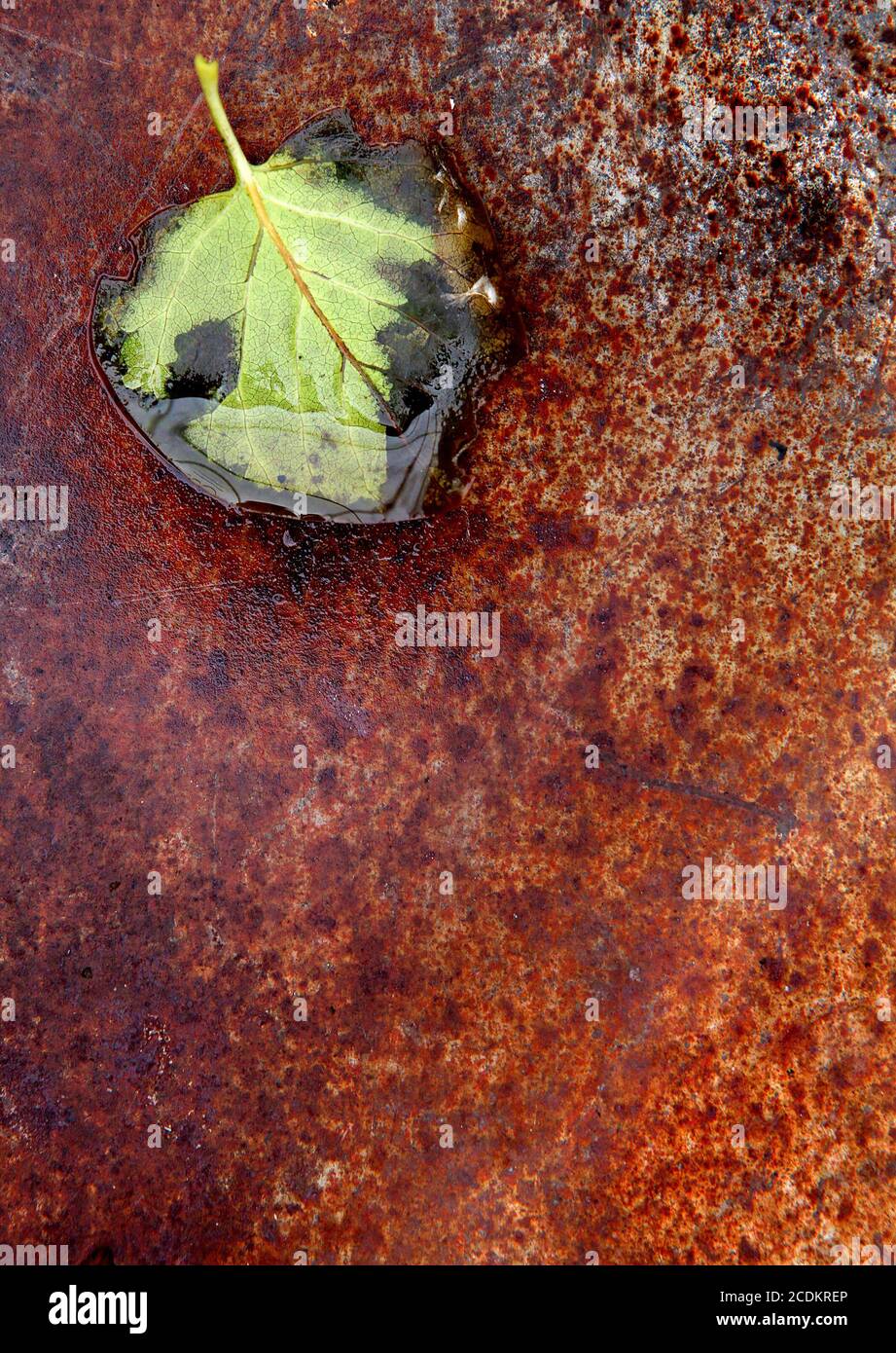 Leaf on Rust background Stock Photo - Alamy