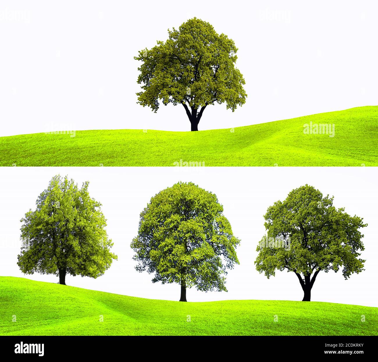 Nature and tree hi-res stock photography and images - Alamy