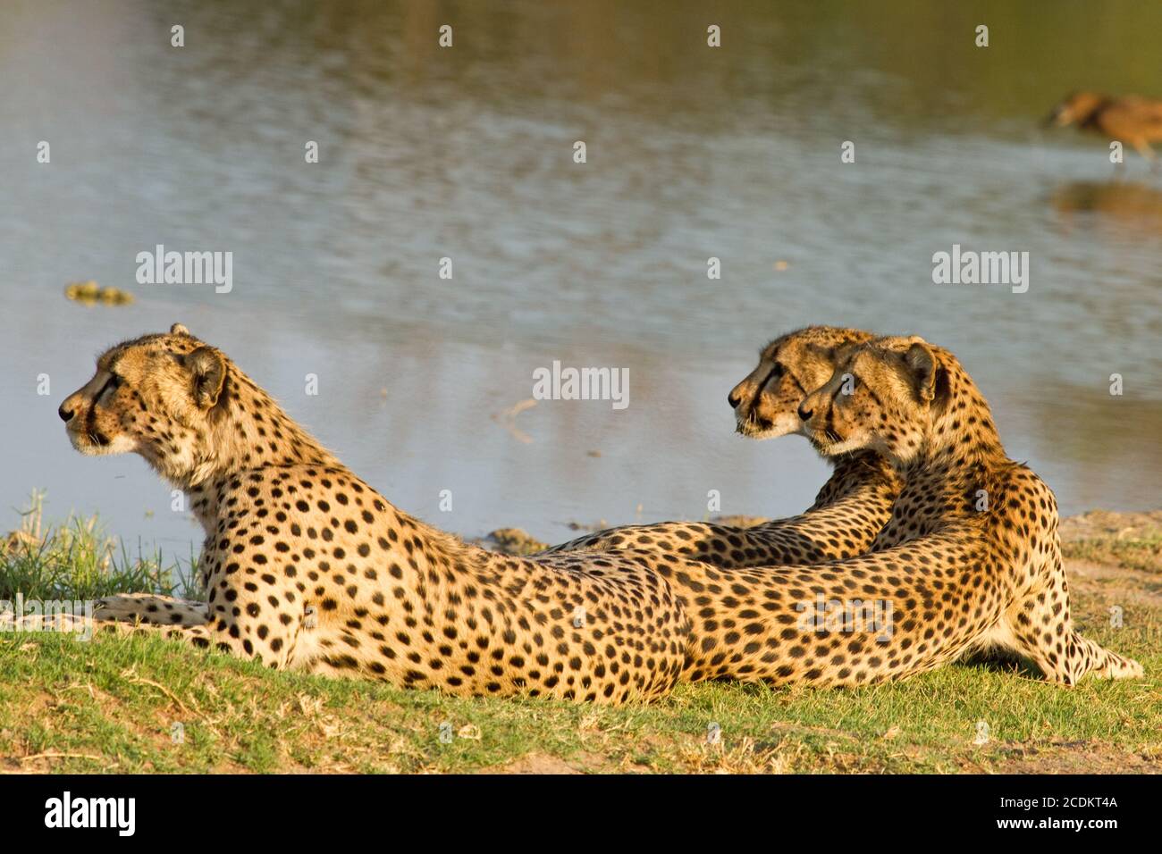 Three cheetahs resting next to a waterhole in Hwange National Park ...