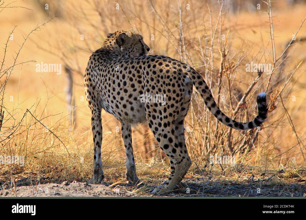 Adult Male Cheetah standing with a full belly after having eaten, on ...