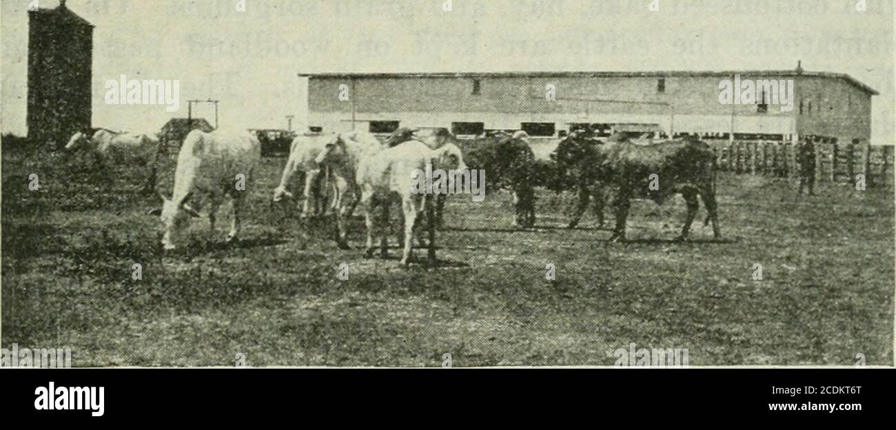 . Yearbook of agriculture . Fig. 30.—The upper picture show? a purebred ...