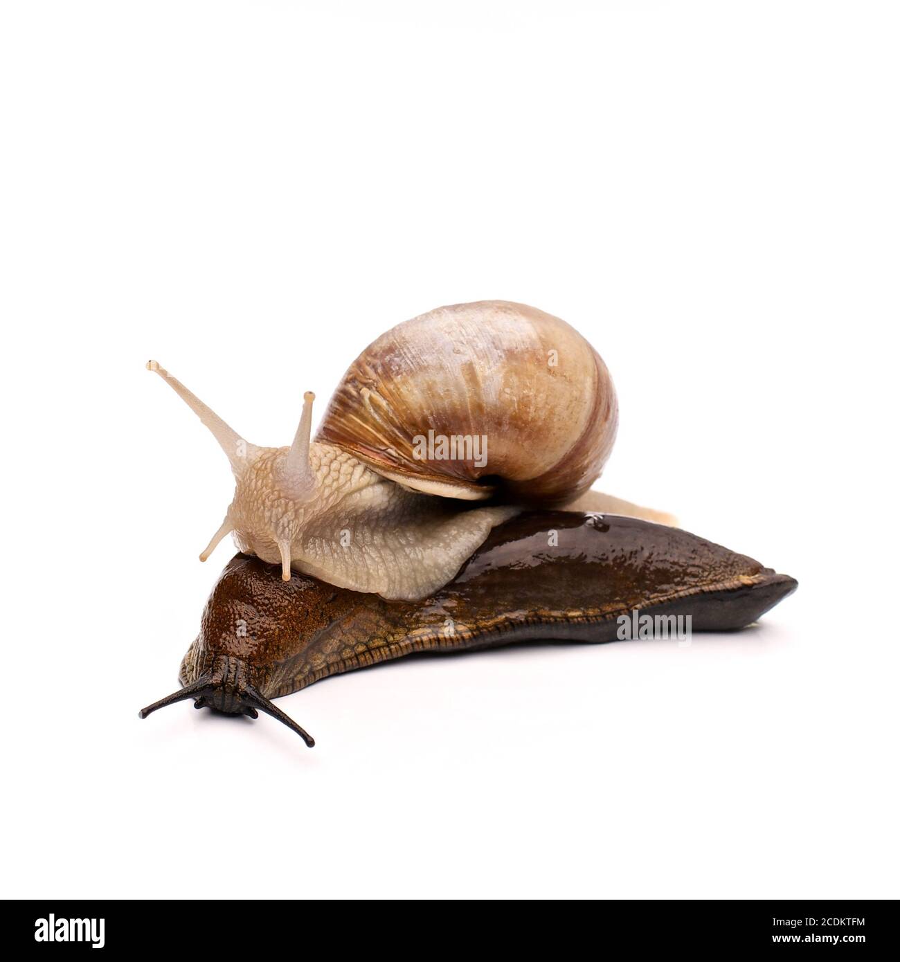 Riding Cut Out Stock Images & Pictures - Alamy