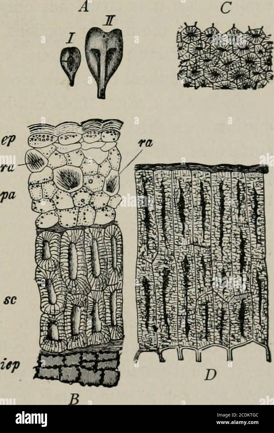. The microscopy of vegetable foods, with special reference to the ...