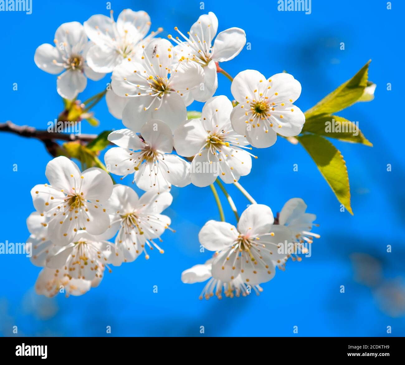 Cloud white cherry tree hi-res stock photography and images - Alamy
