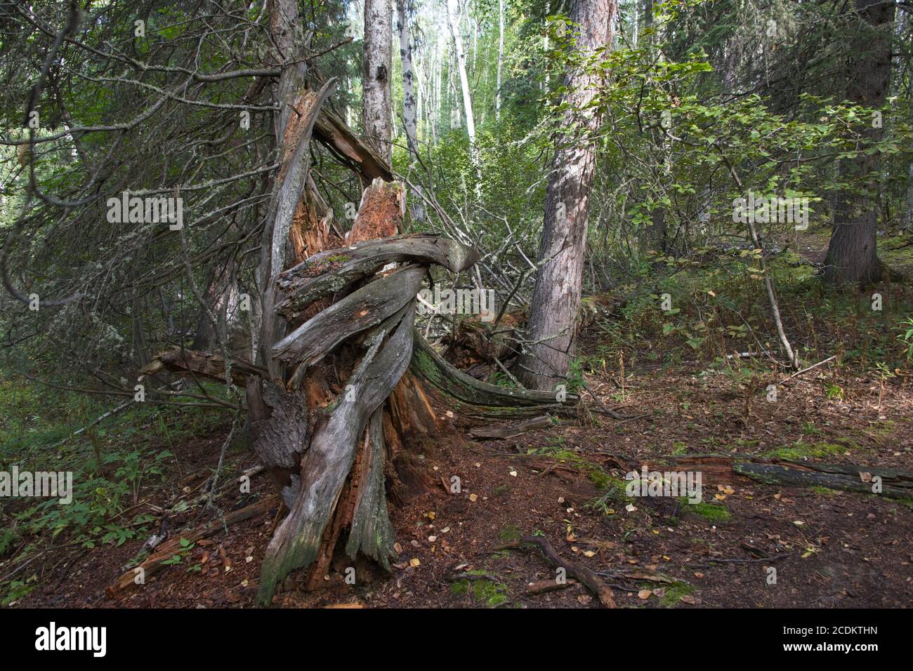 Single tree twisted by the wind Stock Photo - Alamy