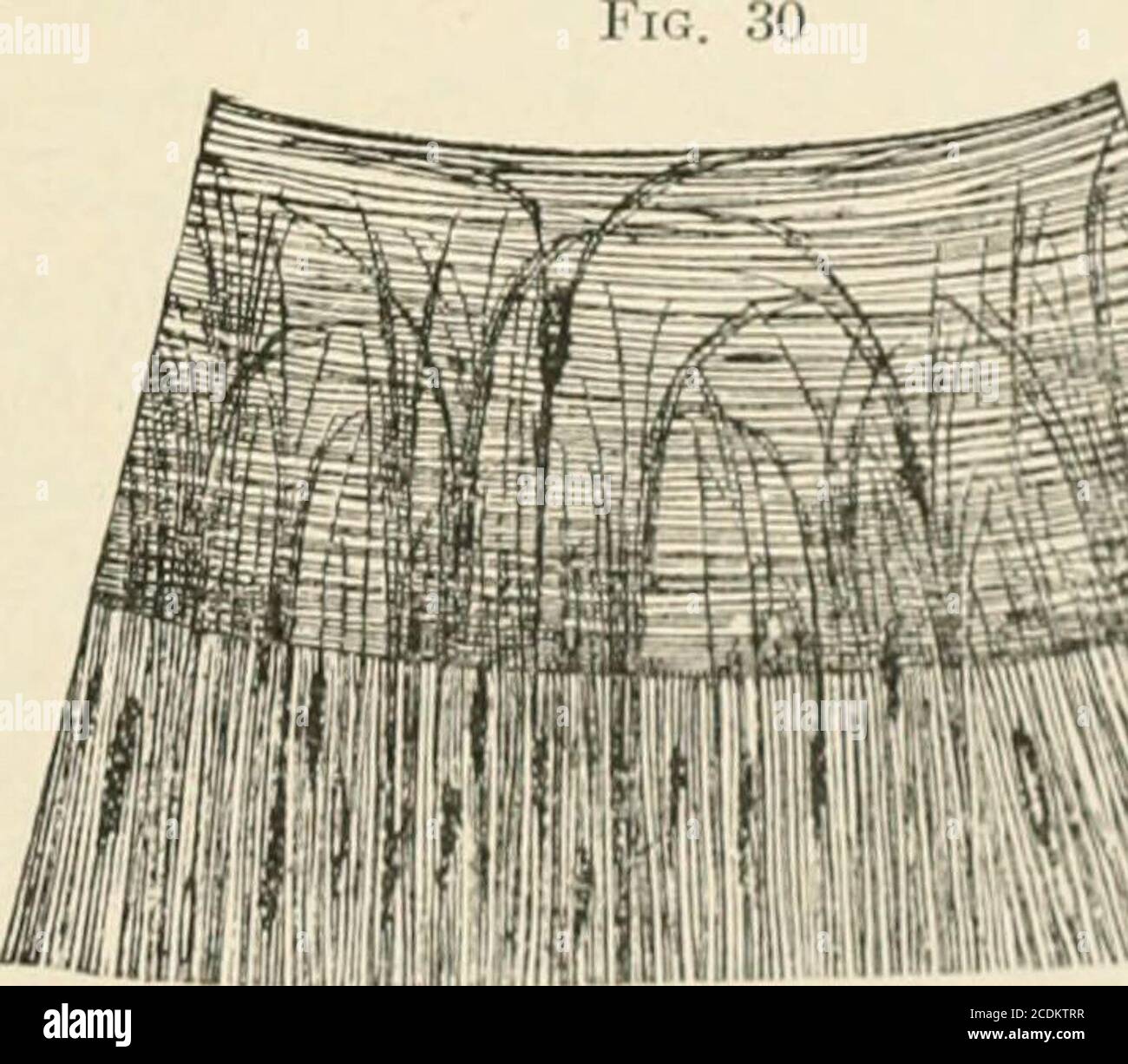 . A treatise on diseases of the eye . muscles of the iris—the ...