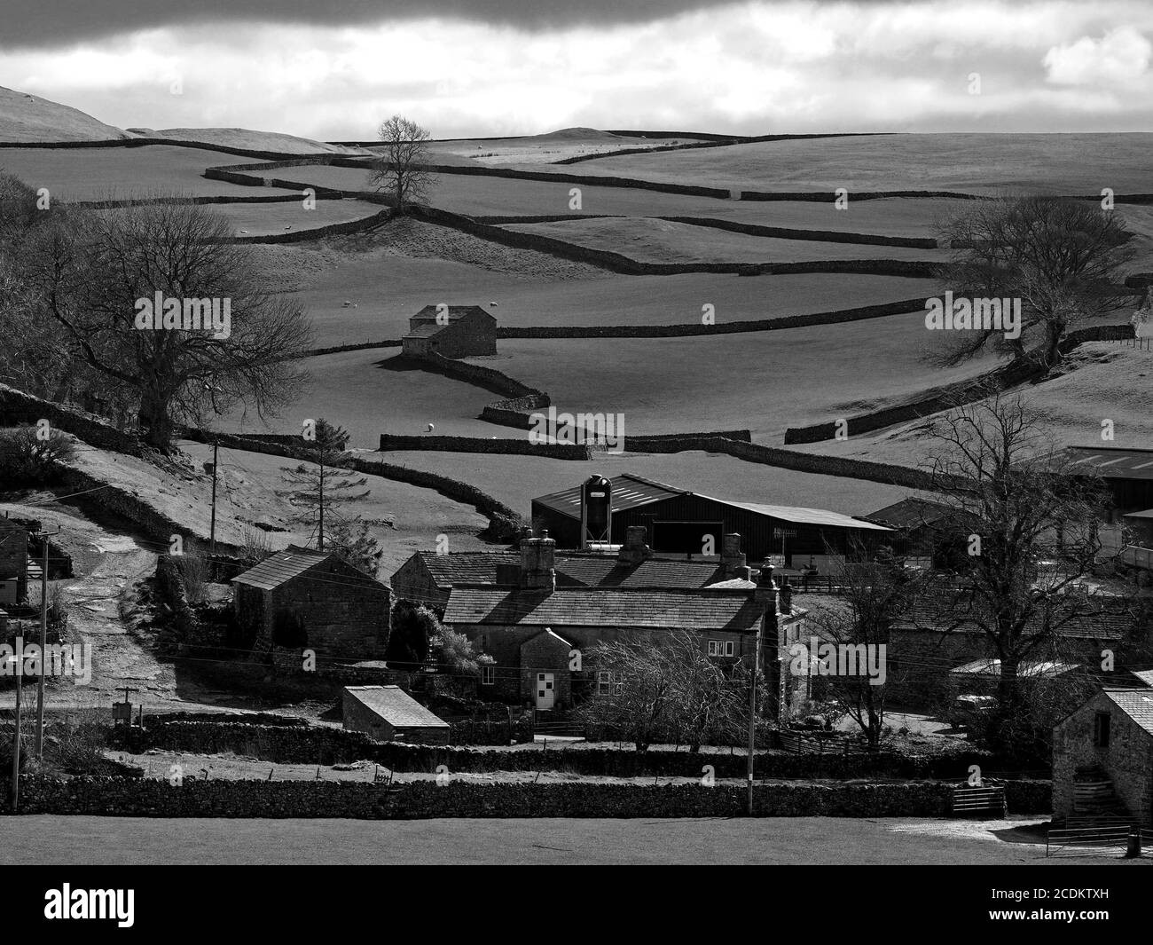Black & White landscape of fields, bare Ash trees, dry-stone walls ...