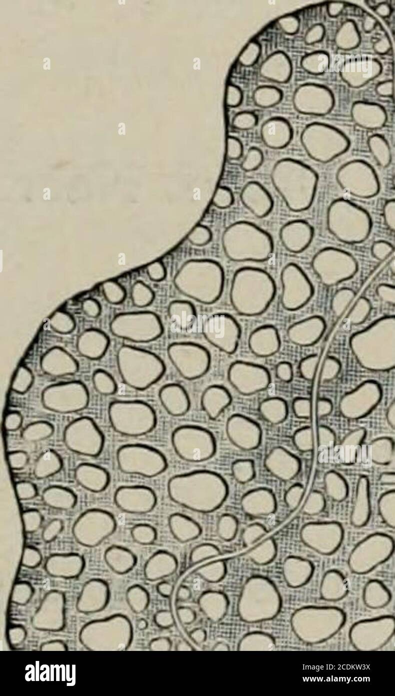 Pear stone cells hi-res stock photography and images - Alamy