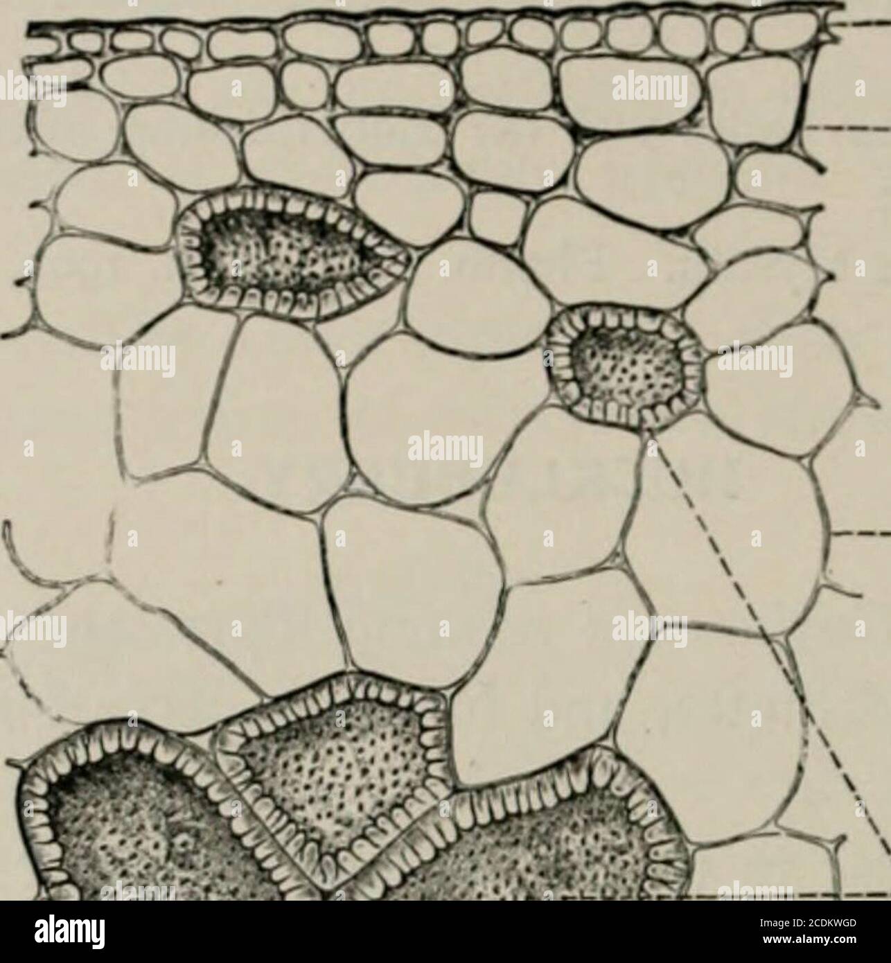 Hypoderm hi-res stock photography and images - Alamy