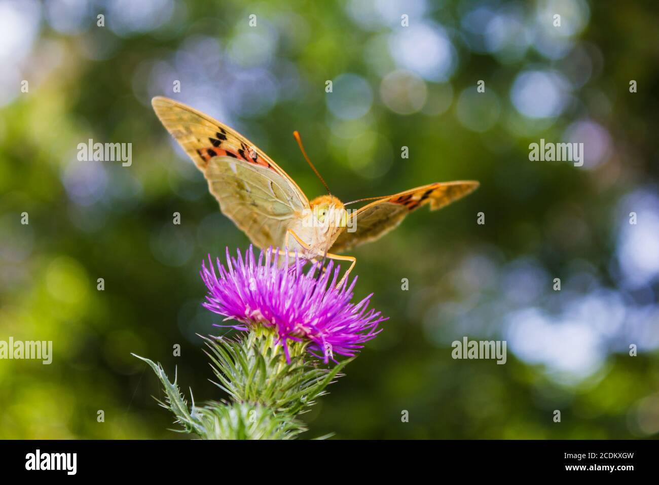 A little butterfly taking a morning sun bath Stock Photo - Alamy