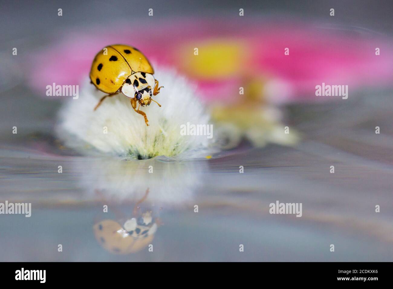 Macro portrait of ladybird or ladybug with reflections Stock Photo - Alamy