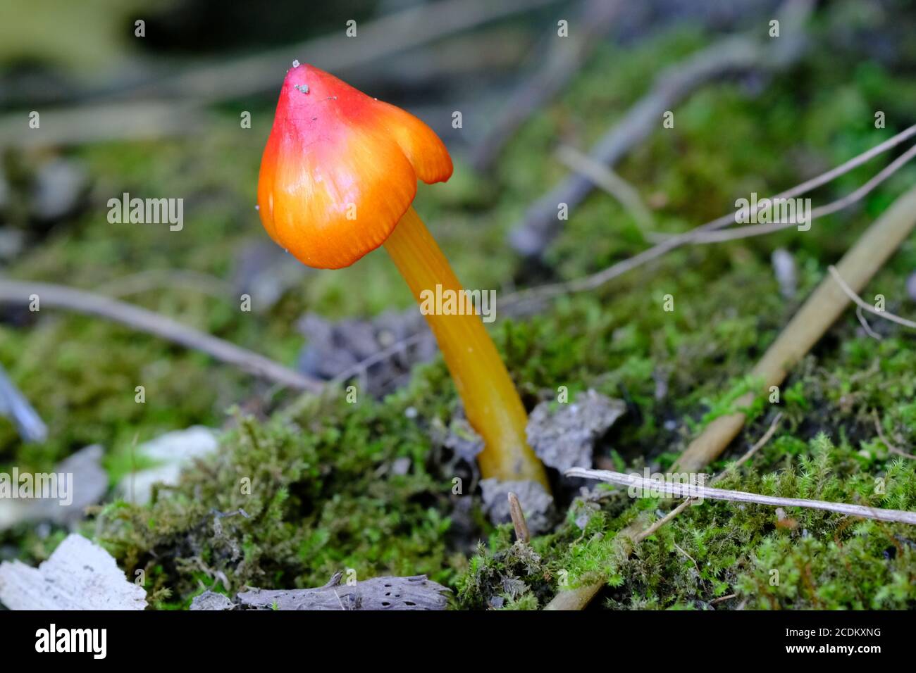 Bright red / orange conic waxcap (Hygrocybe conica) in a Quebec forest ...