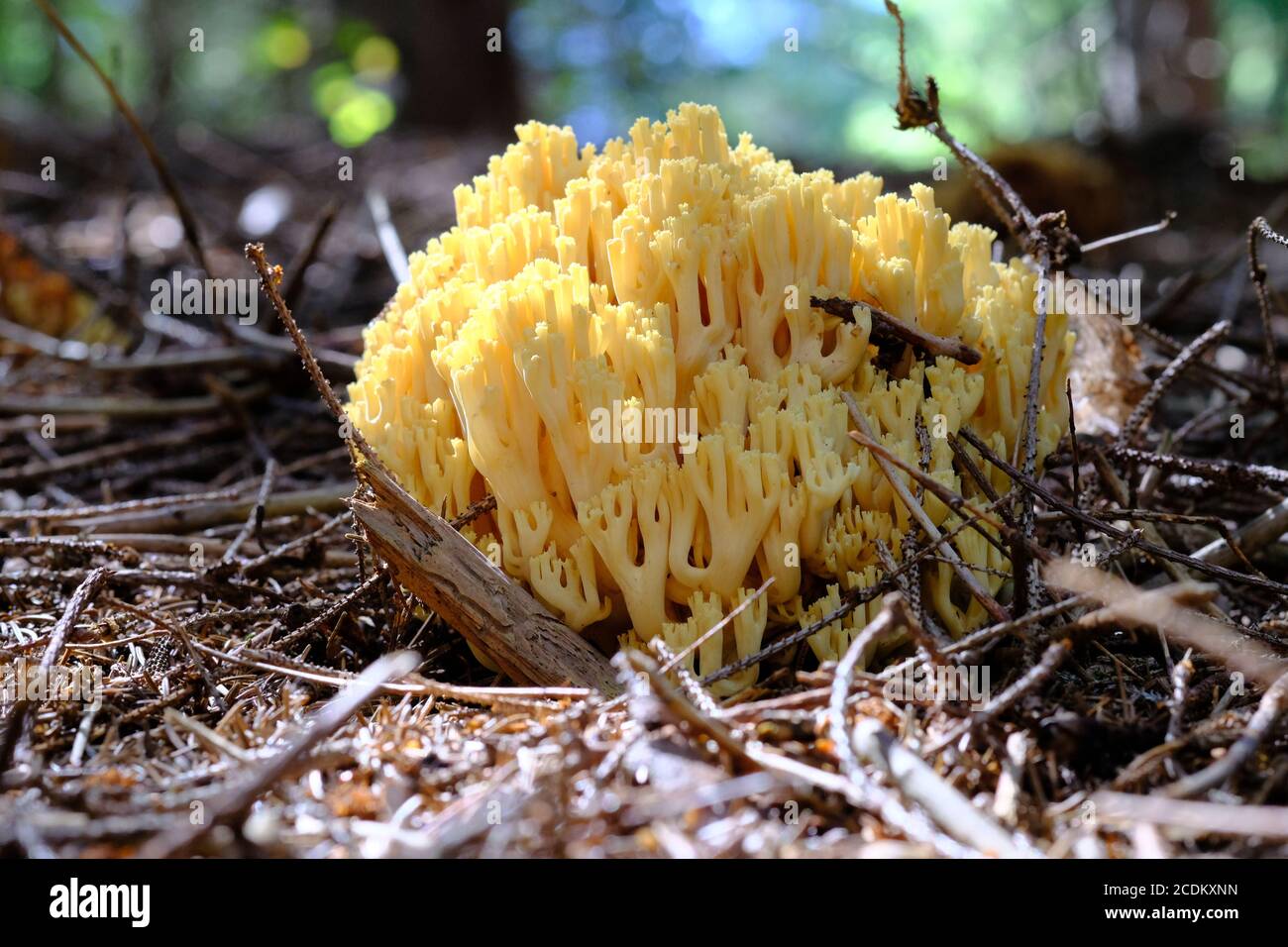 Yellow crown coral fungi (Artomyces pyxidatus) in a Quebec forest ...