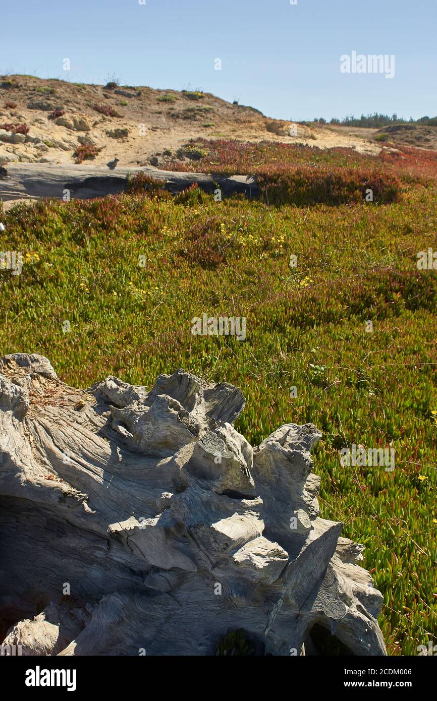 Invasive ground cover plant hi-res stock photography and images - Alamy