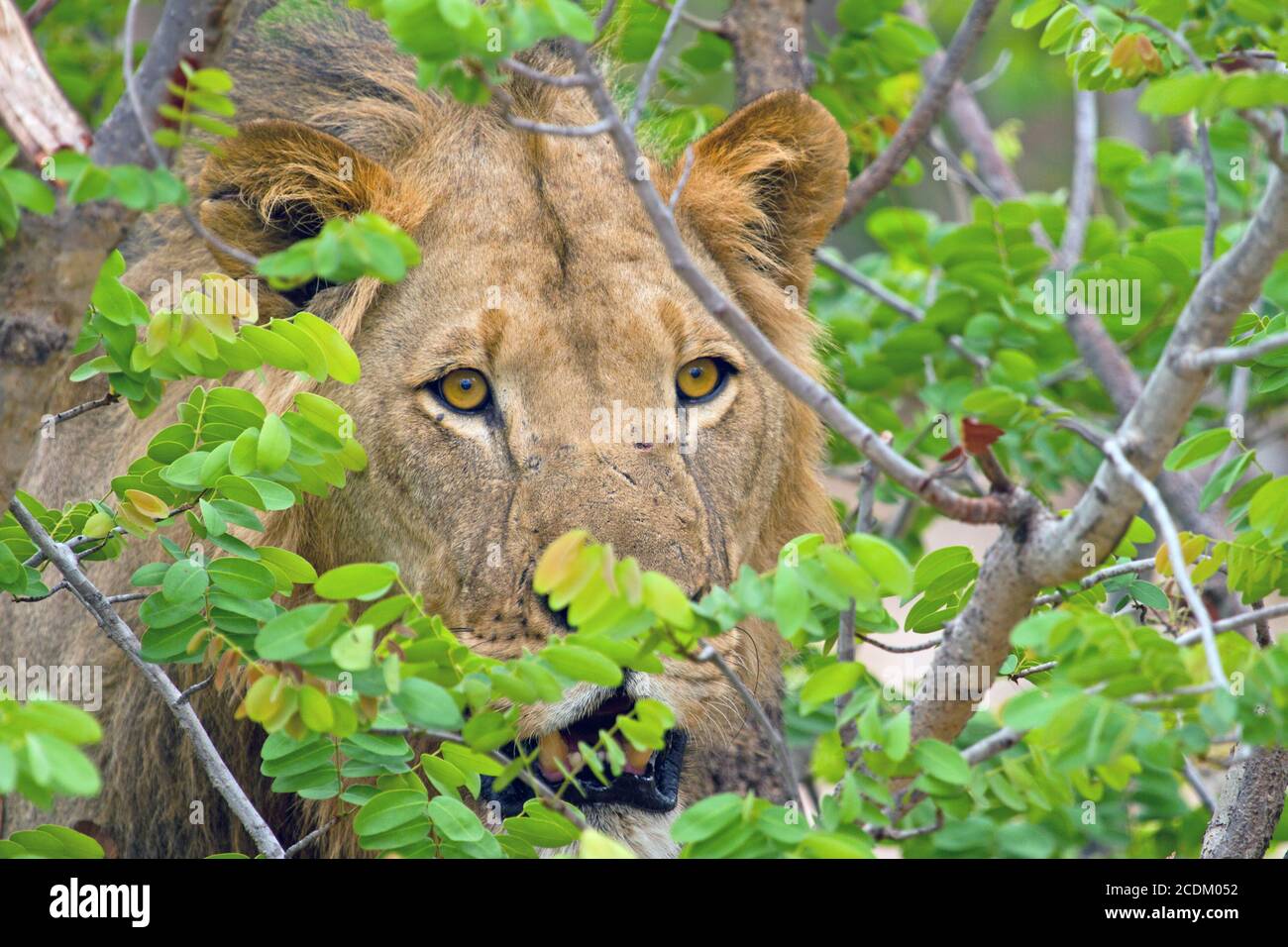 Lion hiding in bush hi-res stock photography and images - Alamy