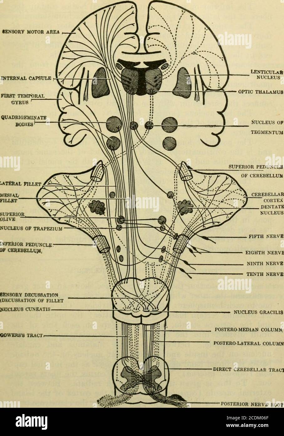 Cerebellar cortex granular layer hi-res stock photography and images ...