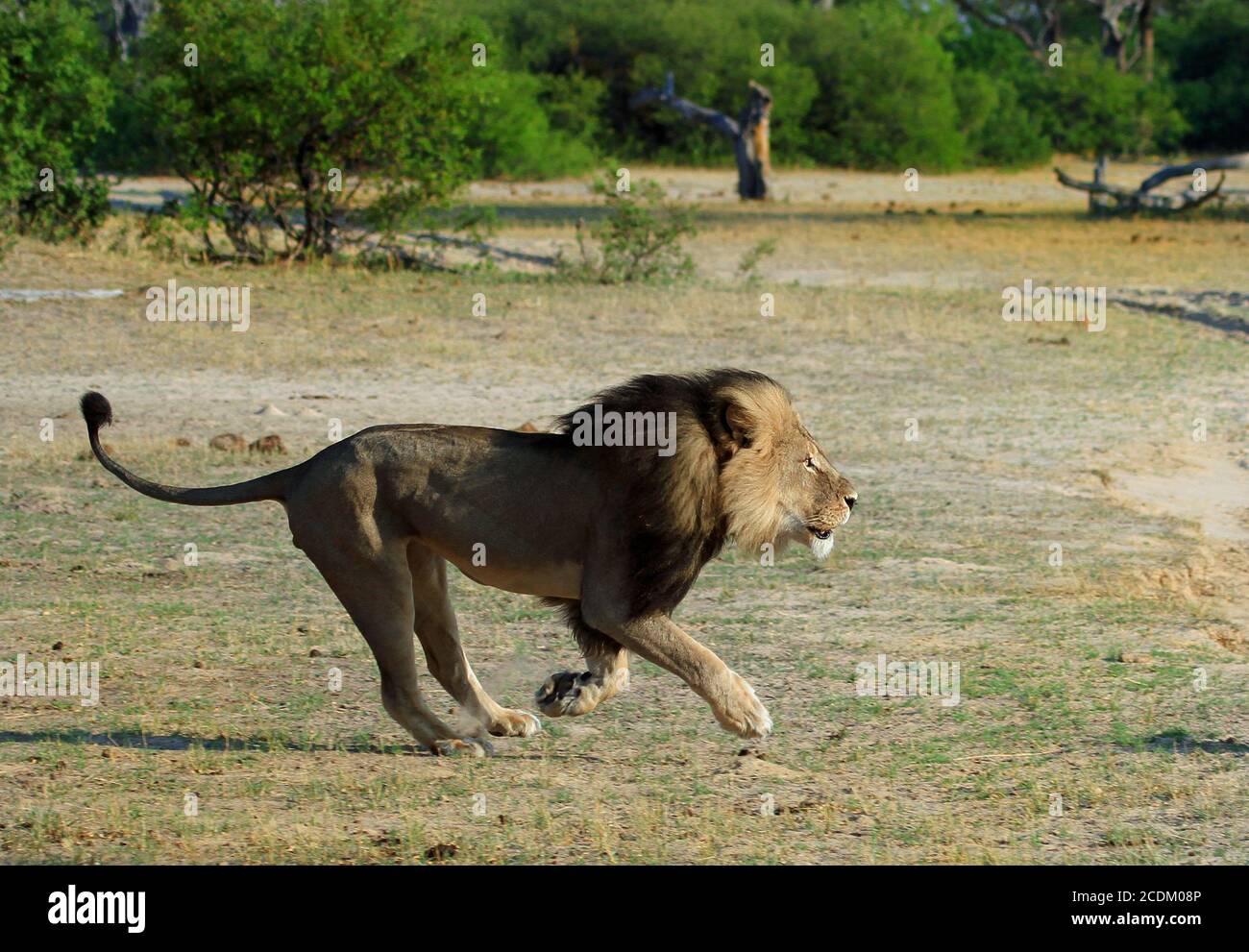 Cecil the iconic Lion of Hwange National Park in his prime running ...