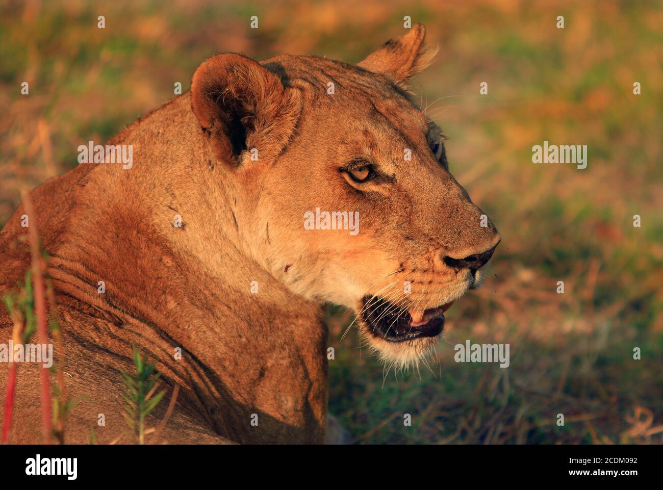 Lioness side profile wild hi-res stock photography and images - Alamy