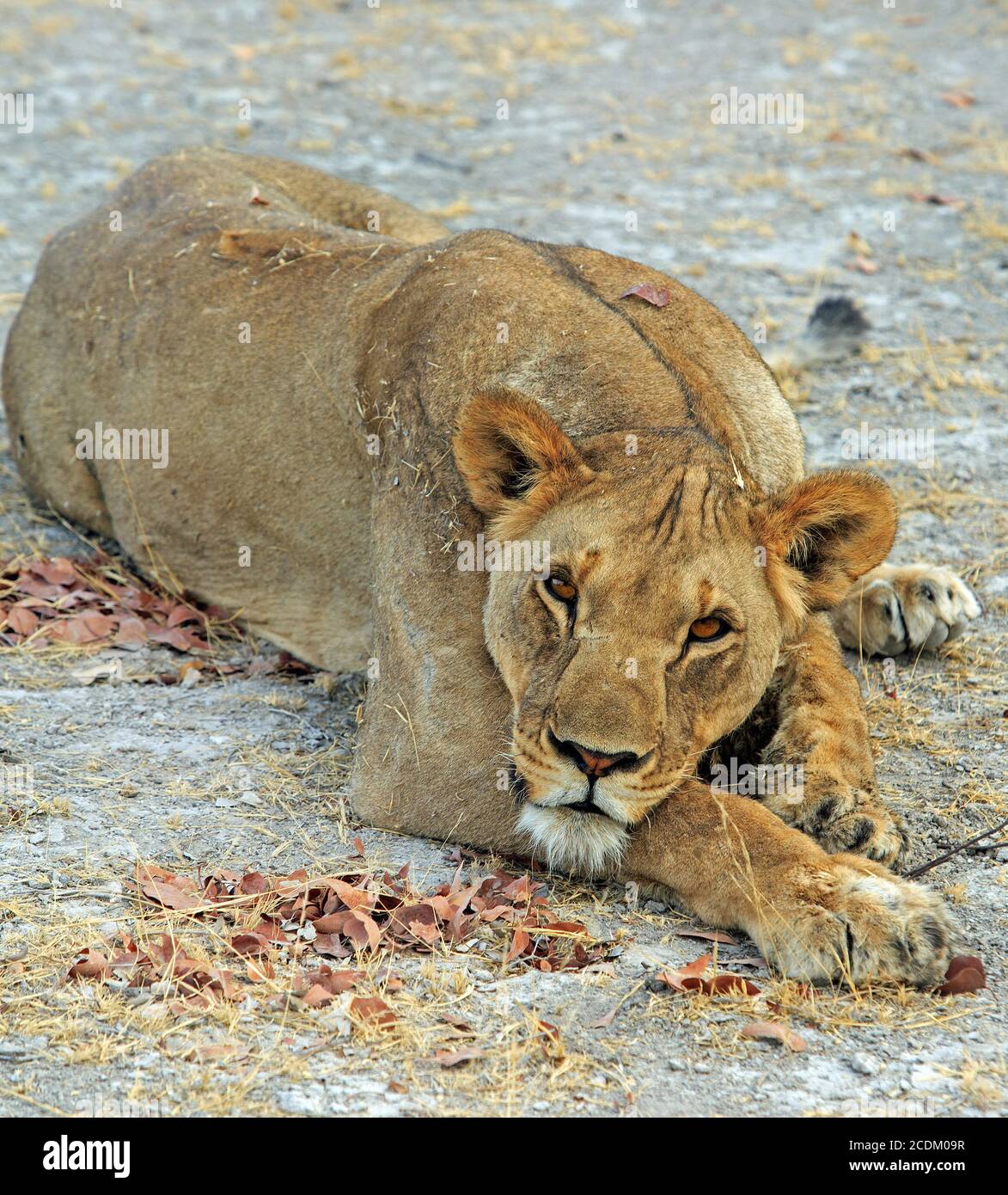 African lioness in conservation hi-res stock photography and images - Alamy